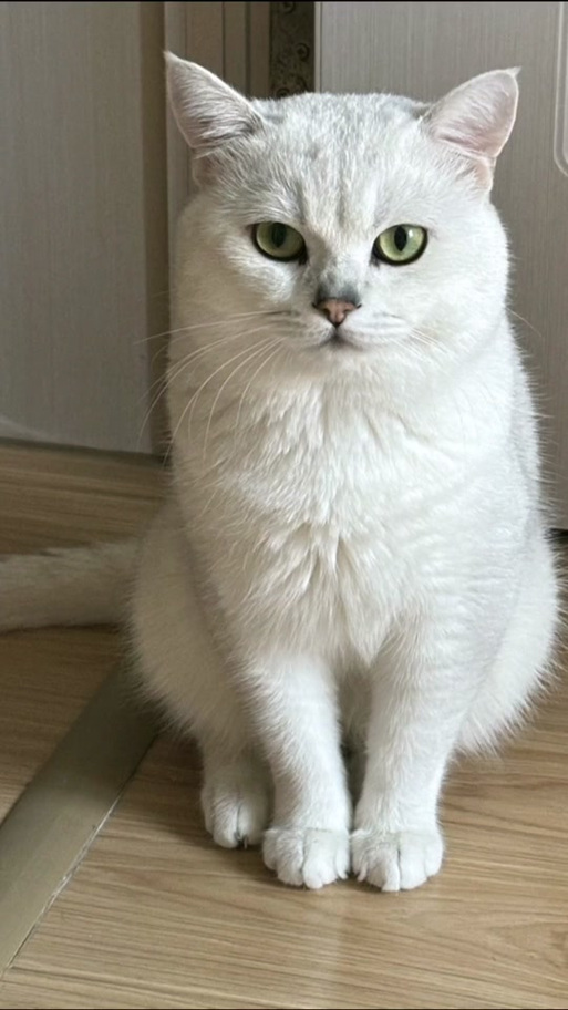 猫仔优品