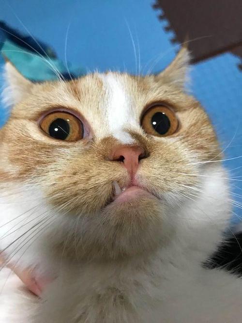 猫咪的表情图标