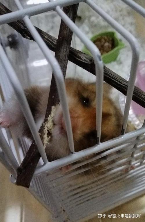 仓鼠暴躁咬笼子图标