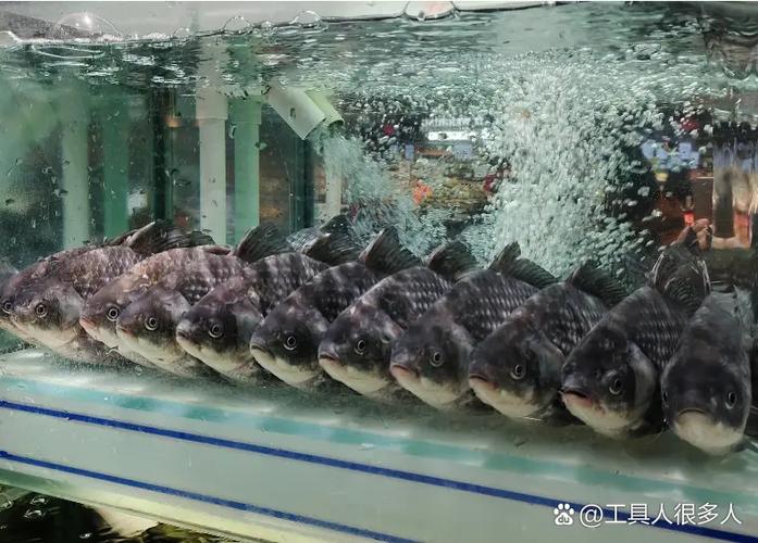 市场买的鱼为何养不活截图