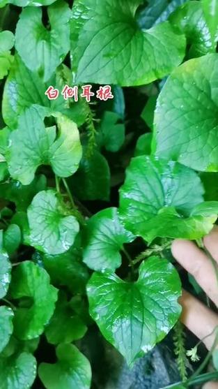 侧耳的功效与作用截图