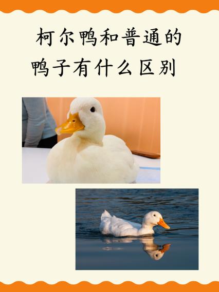 小柯尔鸭和普通鸭子的区别图标