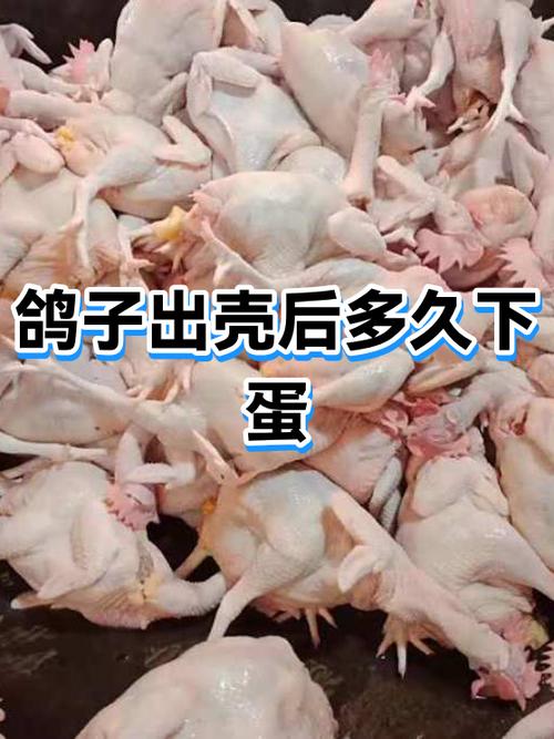 白鸽与灰鸽哪个贵图标