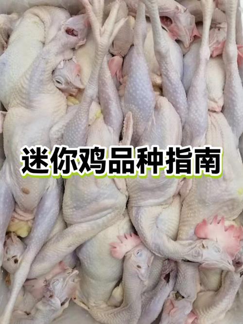 迷你世界 怎么养鸡图标
