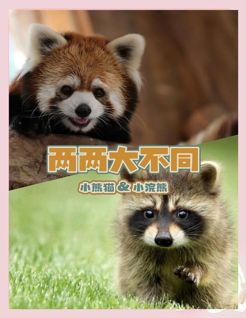小浣熊和小熊猫的区别图标