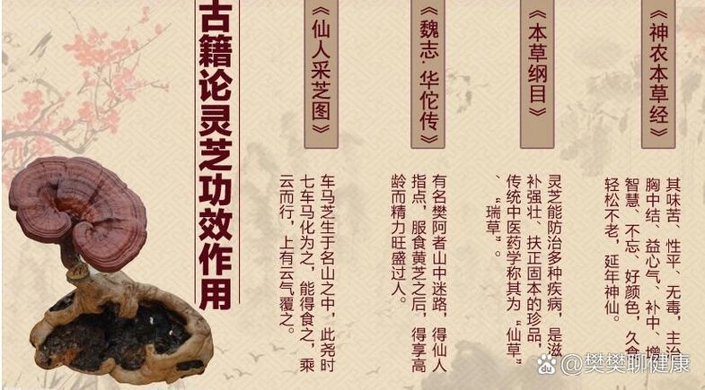 有机灵芝的功效与作用图标