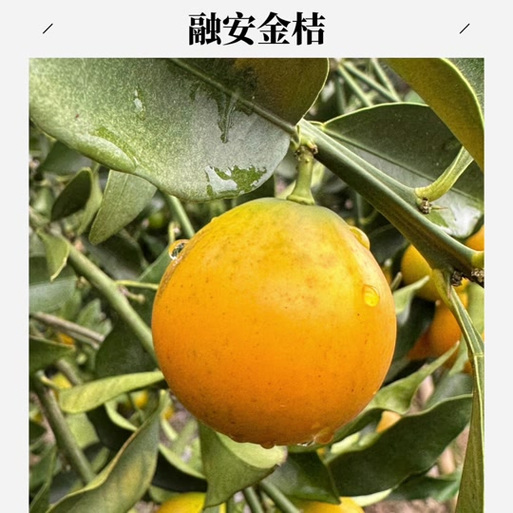 融安金桔几月份上市图标