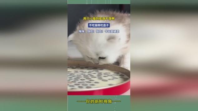 猫宁愿饿着也不吃猫粮只吃肉图标