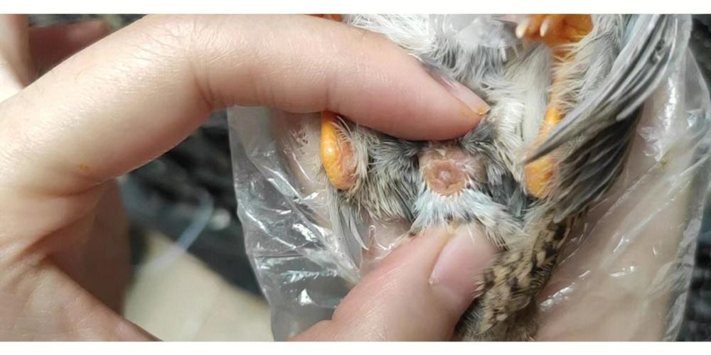 芦丁鸡怎么分公母?图标