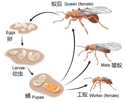 蚂蚁的分工图6种图截图