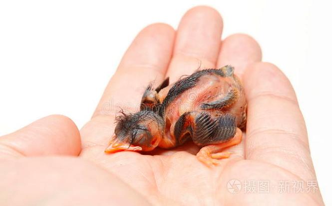 小雏鸟为什么一直叫图标