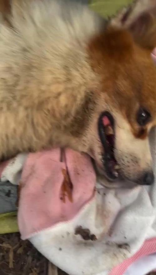 犬瘟后期救不活的症状