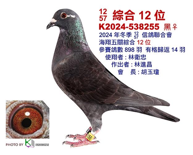 台鸽查询网图标
