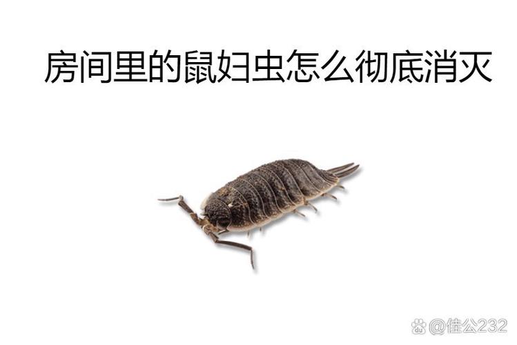 房间有虫子图标