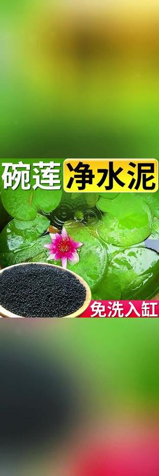 水草泥种睡莲图片大全图标