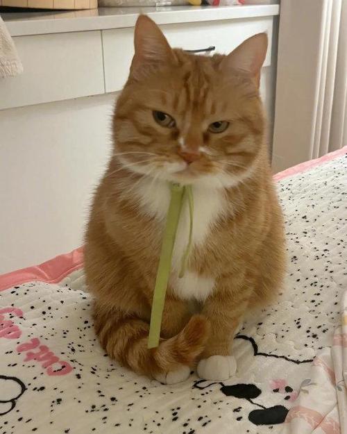 又养了一只猫原来的猫生气了图标