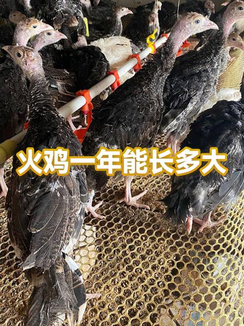 火鸡寿命多少年图标