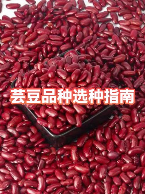红芸豆好还是白芸豆好截图