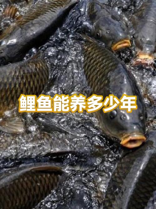 鲤鱼寿命一般多少年图标