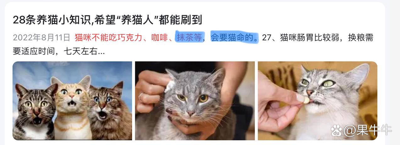 猫能不能吃抹茶图标
