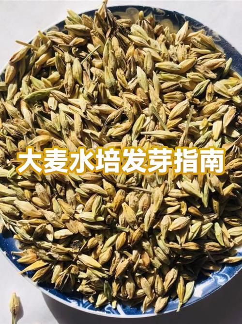 大麦种子多少钱一斤图标