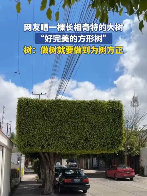 一个正方形每边种上六棵树图标