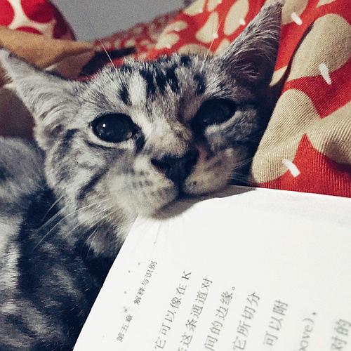 爱啃书的猫