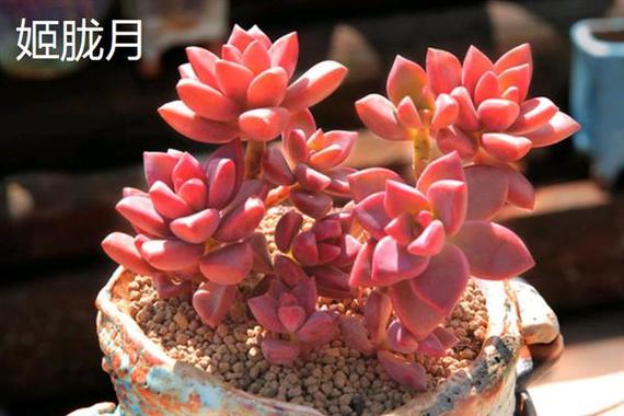 胧月是什么意思图标