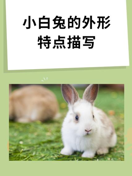 小白兔借款app下载图标
