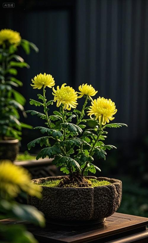 阳光下菊花截图