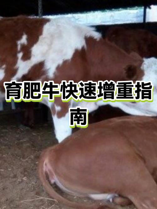 如何增重最快最有效