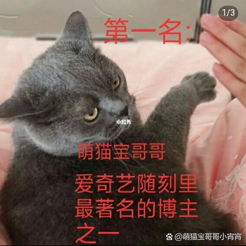 会说话的萌宠奶娃内置菜单最新版2023图标