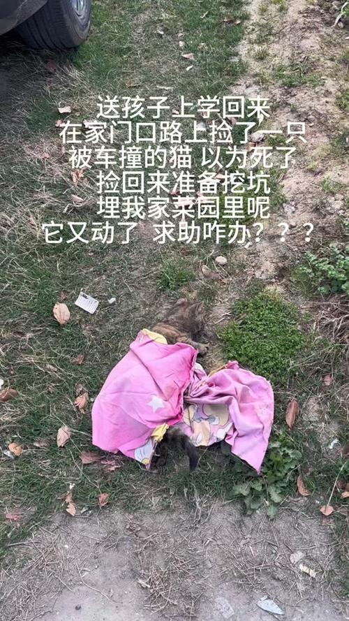 捡到流浪猫该怎么处理