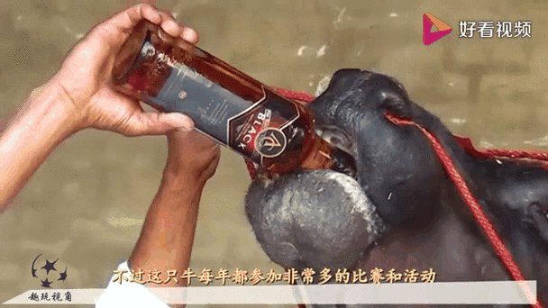 富牛牛身价有多少亿图标