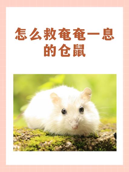 仓鼠四肢僵硬一动不动图标