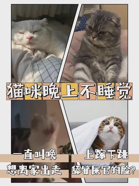 猫咪突然不来你这边睡觉了图标