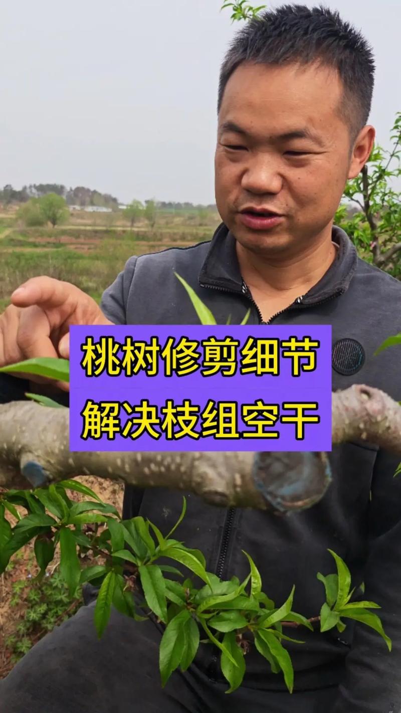 核桃树需要修剪吗图标