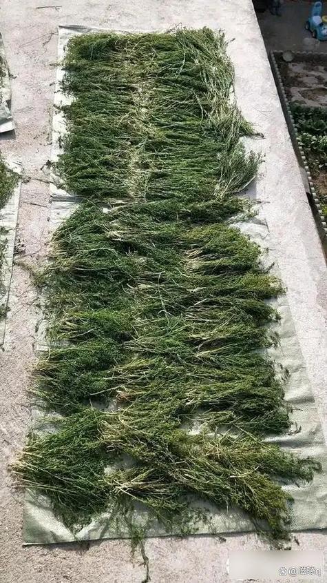 种草一亩地利润多大图标