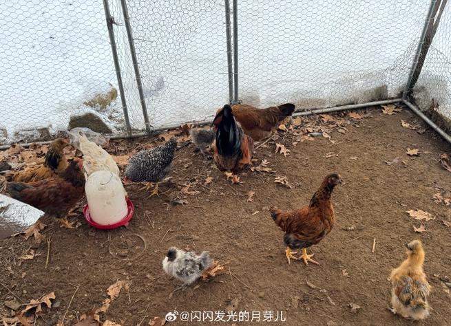 我要养鸡图标