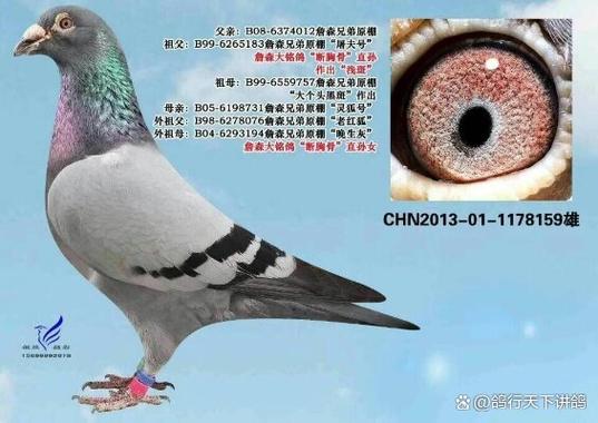 世界最快鸽前十名截图