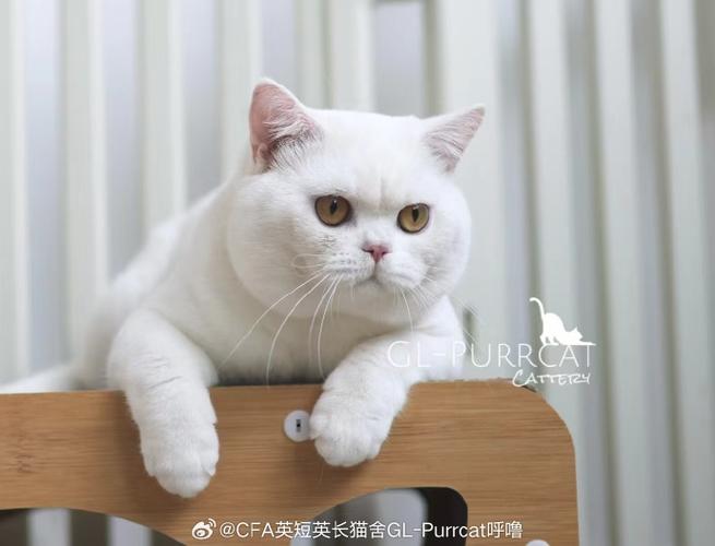 纯白英短多少钱一只图标