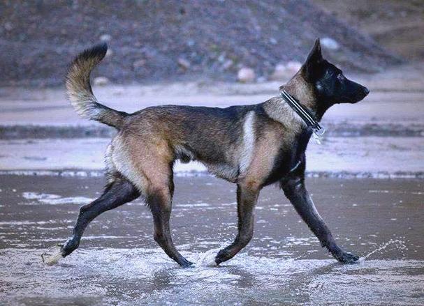 马犬长啥样图标
