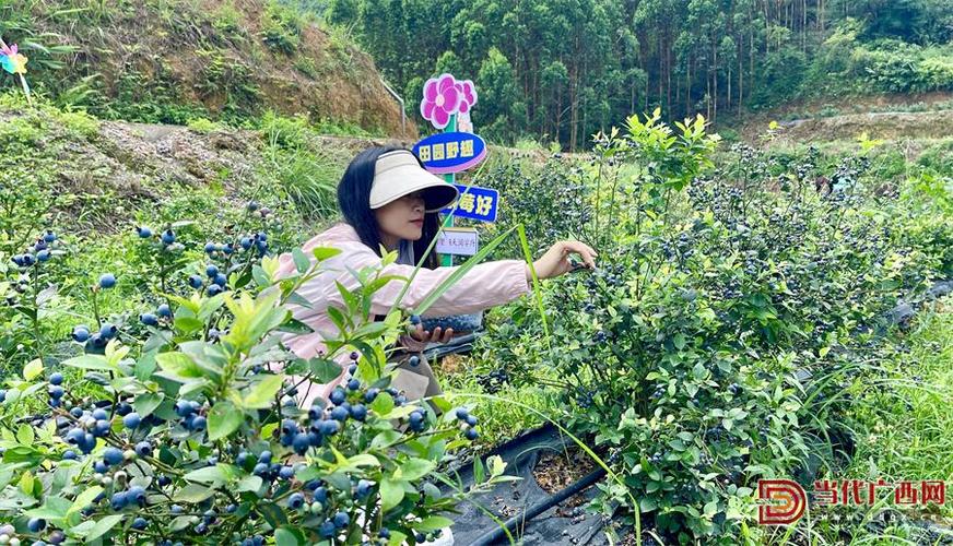 一个草莓标志的品牌图标
