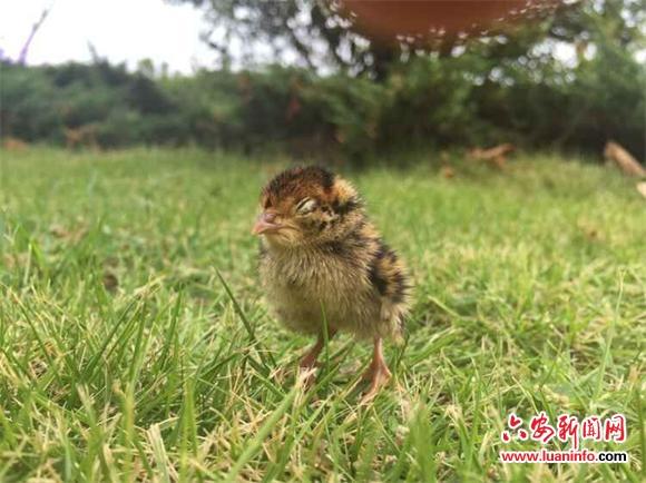 小野鸡仔的叫声