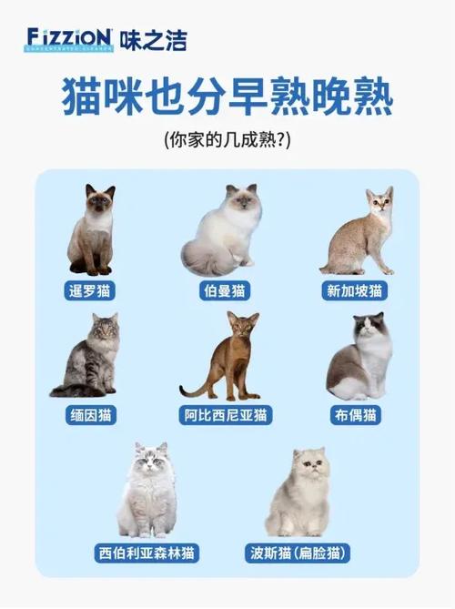 猫咪成长记分红猫图标