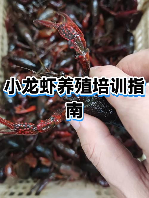 学养虾一般要学多久图标