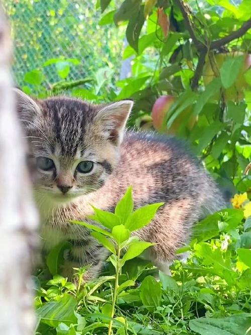猫咪喜欢绿色吗图标