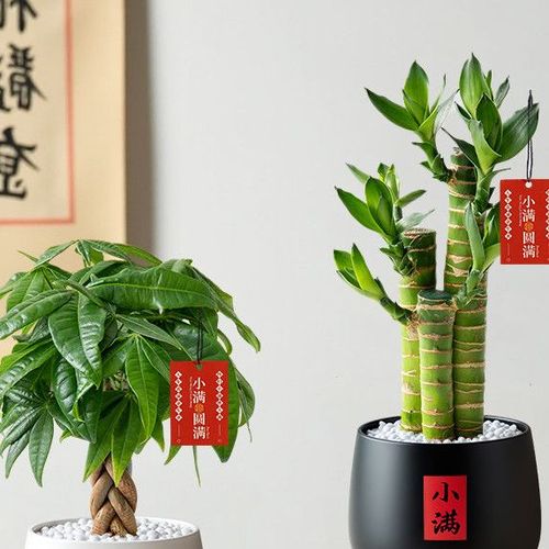 桌面发财树怎么养截图