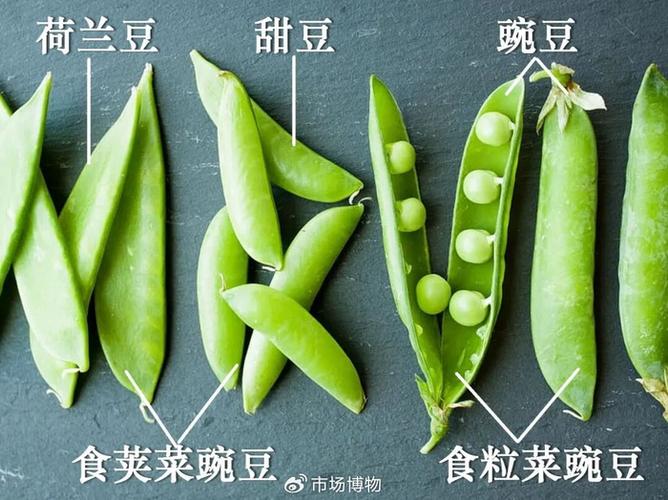 牙豆是什么图标