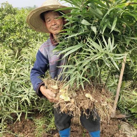 种植什么药材最赚钱截图